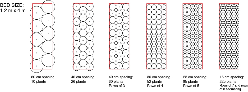 On Bed Widths and Plant Counts – Root & Branch